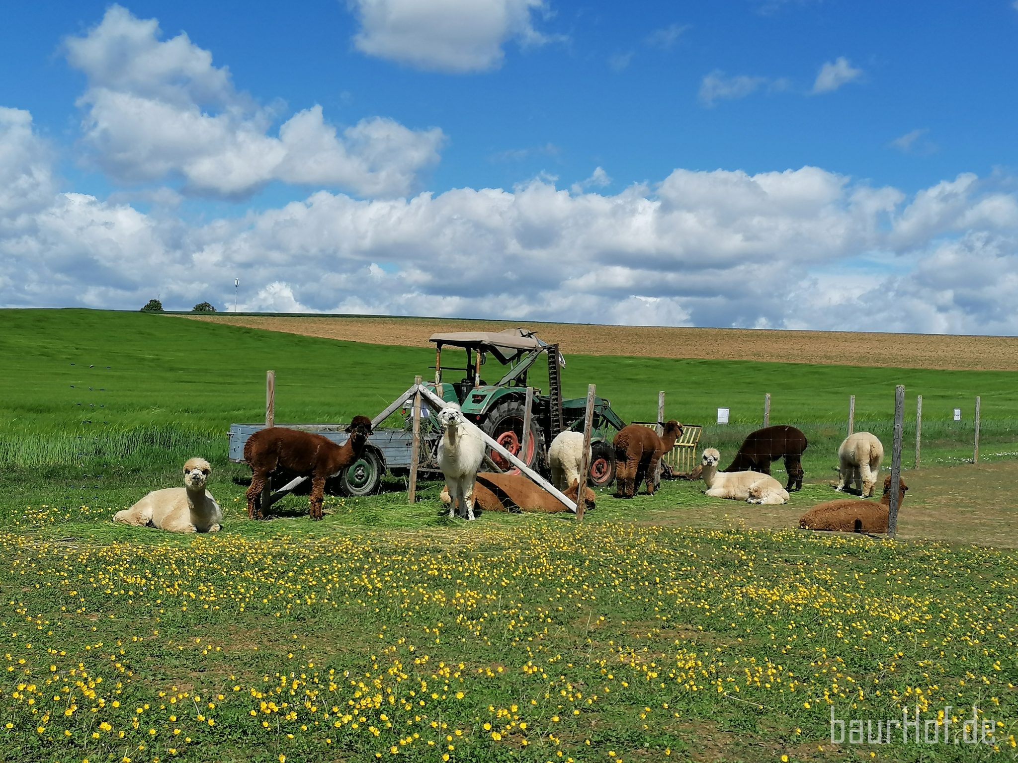 Weidegang – baurHof